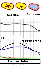CICLE MENSTRUAL: Fases del Cicle Menstrual