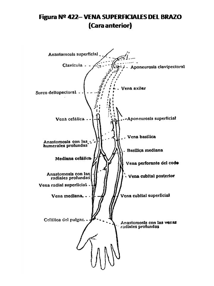 ATLAS DE ANATOMÍA HUMANA: 422. VENAS SUPERFICIALES DEL BRAZO, CARA ...