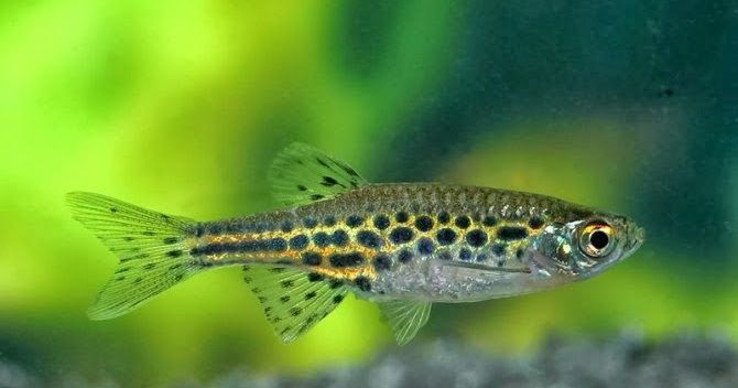 How to Maintain a Dwarf Spotted Danio Fish in an Aquarium - fish-hobbyist