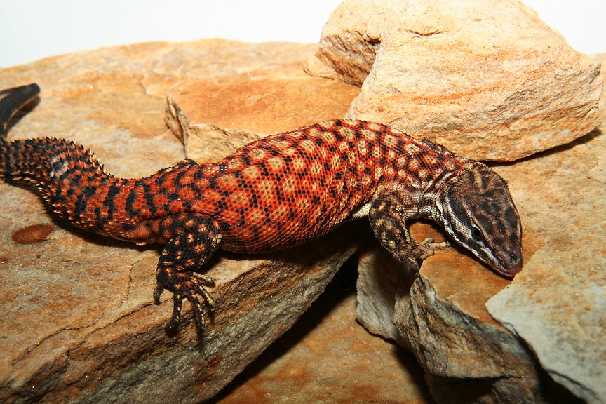 Jenis - Jenis Varanus ( Genus Varanidae ) di Dunia: Jenis - jenis atau ...