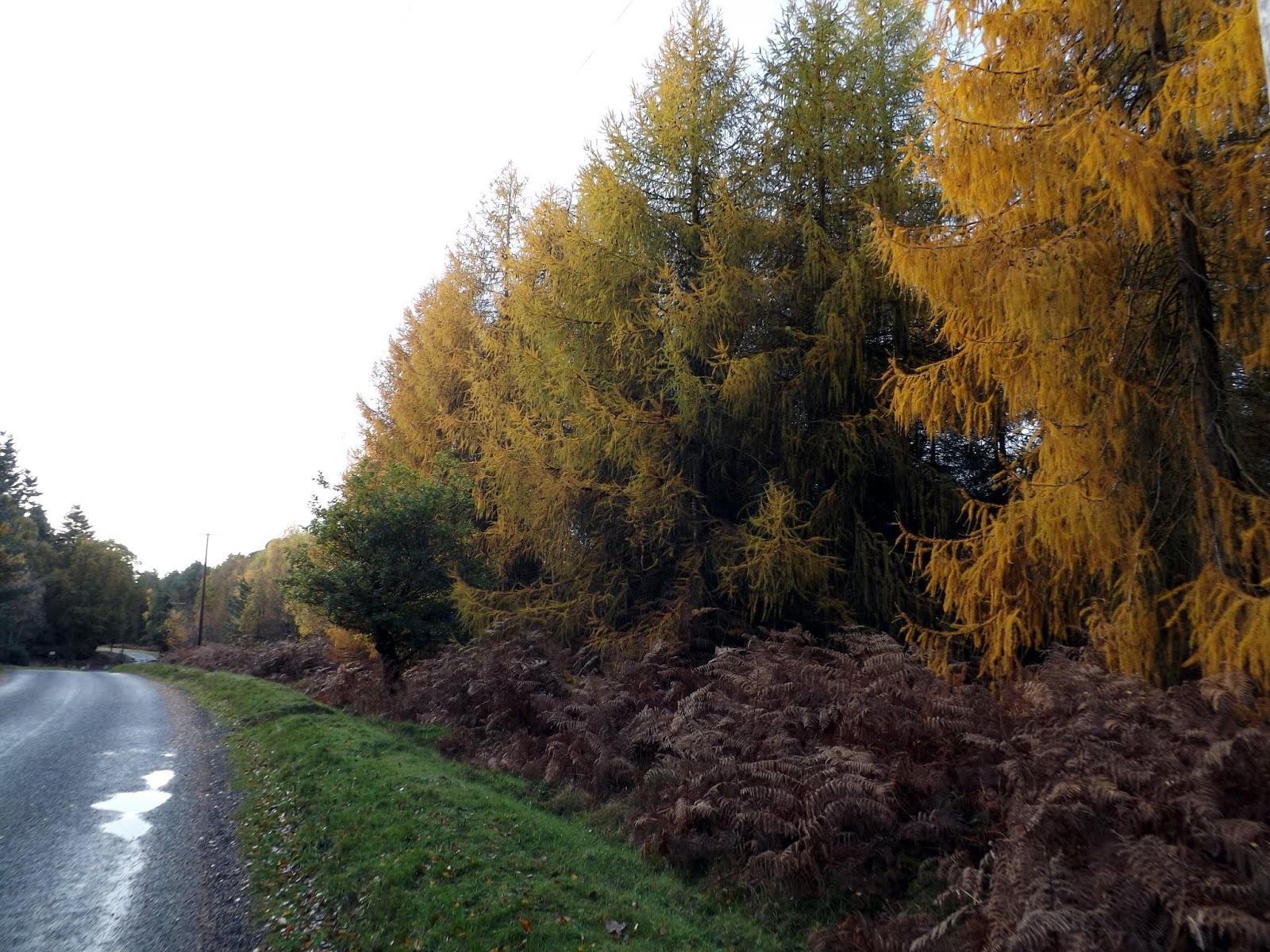 My Adventures 3: Rendlesham Forest UFO Trail (Suffolk) 18th November 2019