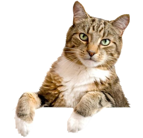gatitos at emaze Presentation