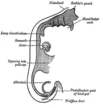 Embryological Development of Gastrointestinal Tract (GIT) Powerpoint ...