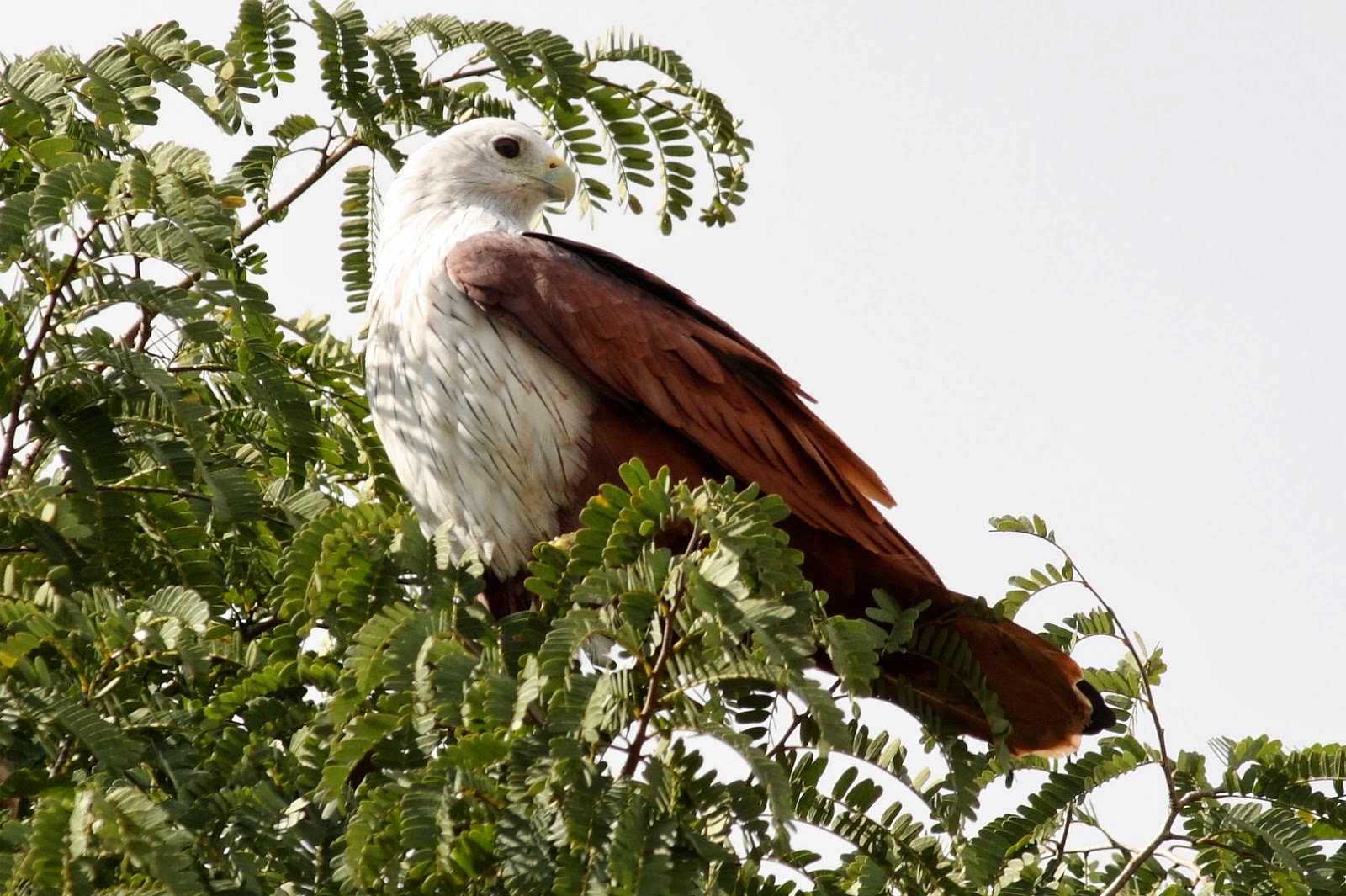 Burung Elang, Ciri-ciri, Jenis dan Klasifikasi Burung Elang