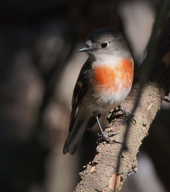 Majura birds: Scarlet Robin pair