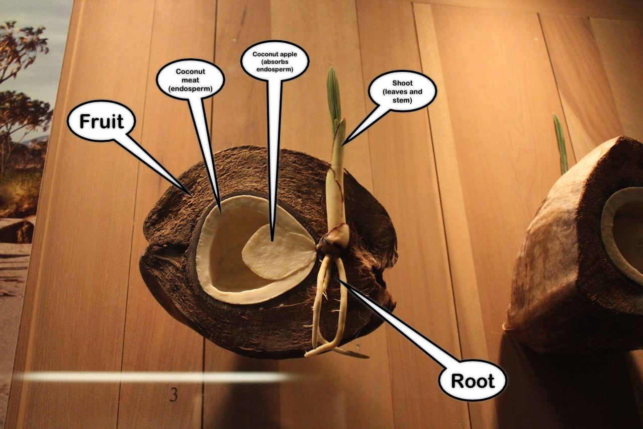 Biological Thinking: What ARE Coconuts Anyway???