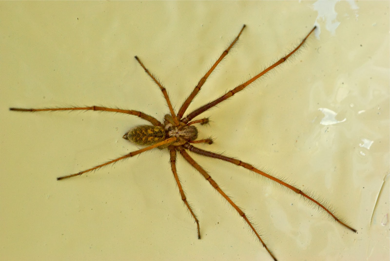 edsproductie: Gewone huisspin(man)-Tegenaria atrica-augustus 2013 ...