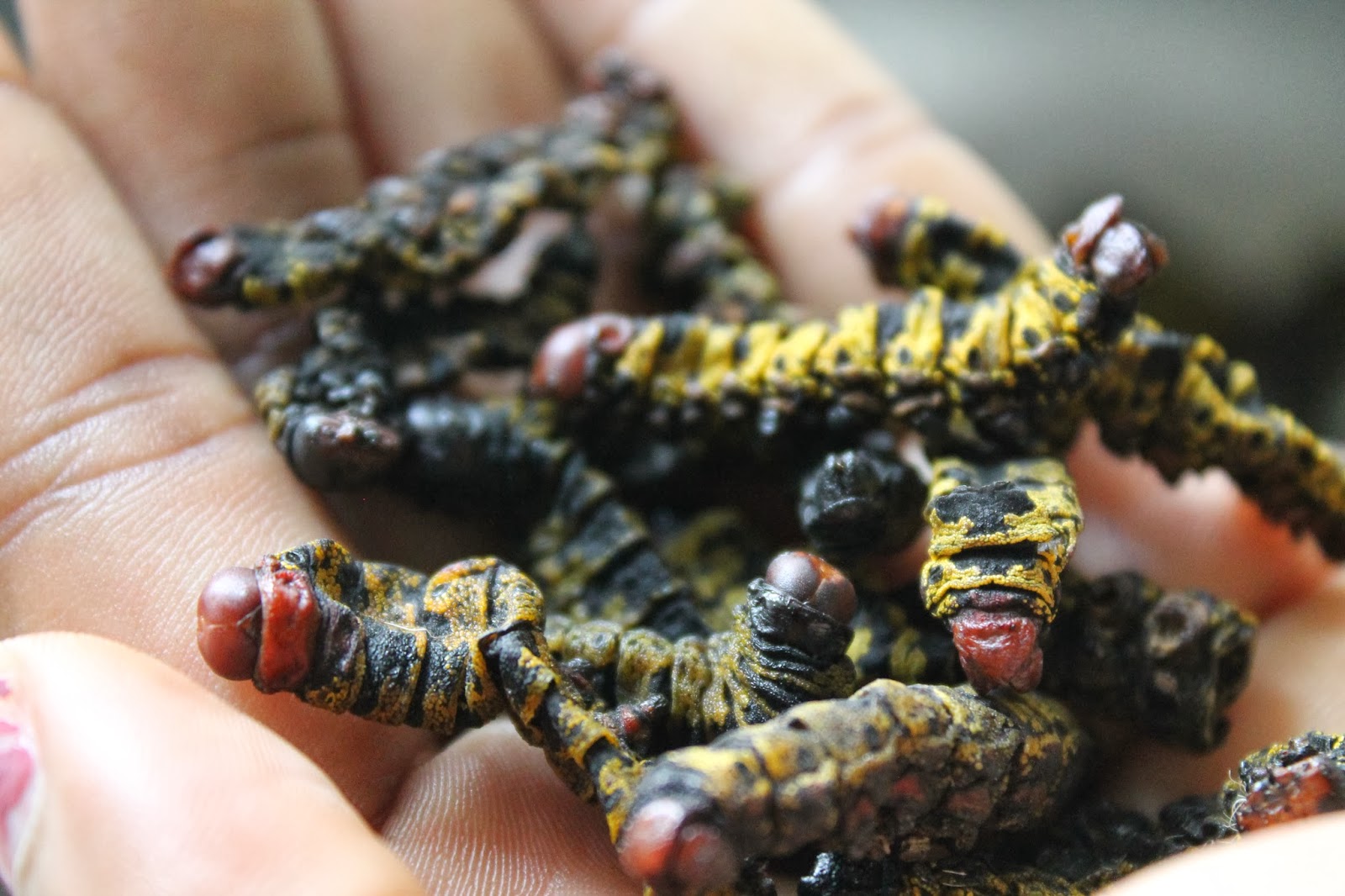 Douceurs Sauvages : A la découverte des Mbinzo [les incontournables]