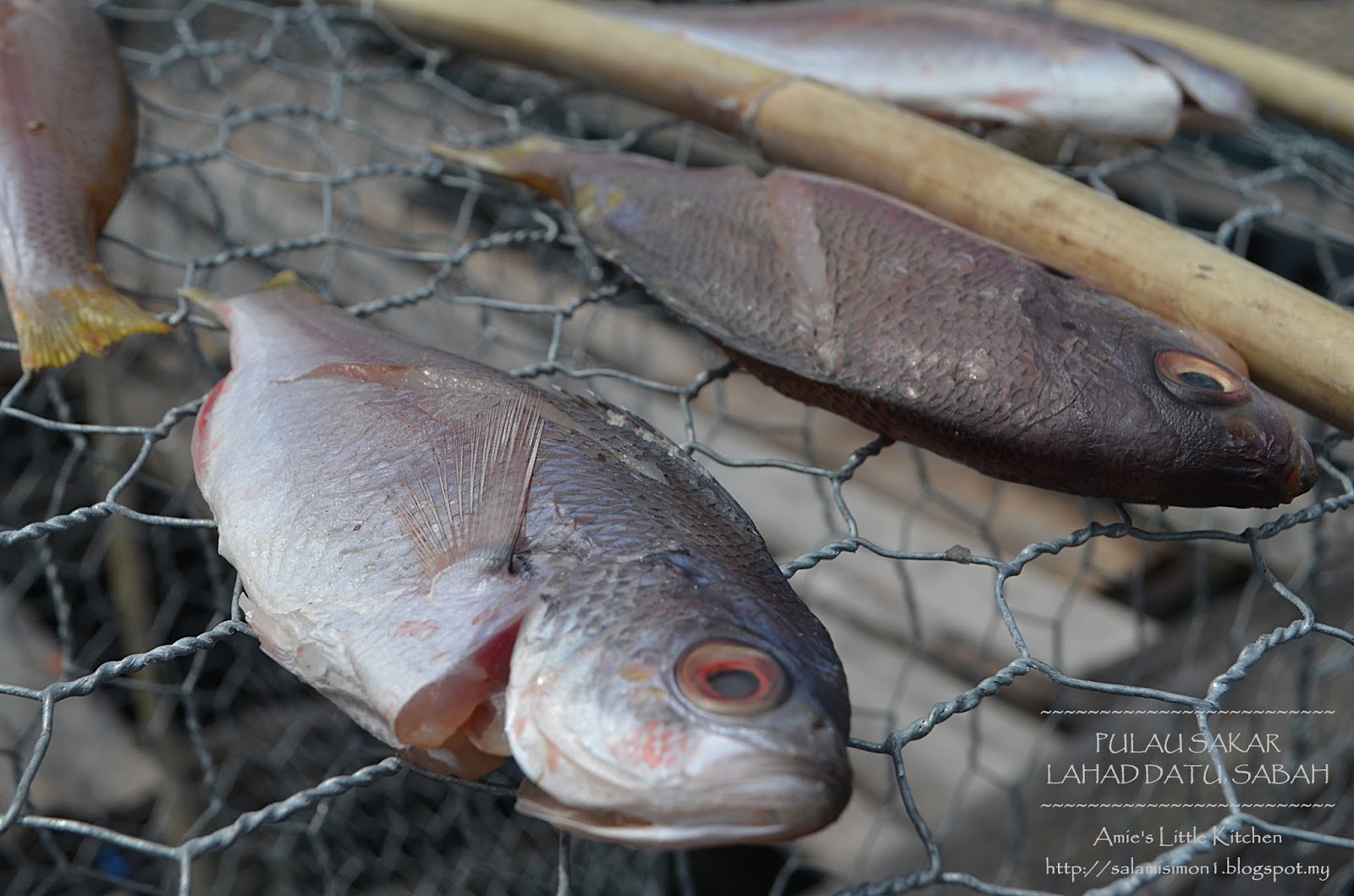 Jalan-Jalan ke Pulau Sakar - Amie's Little Kitchen