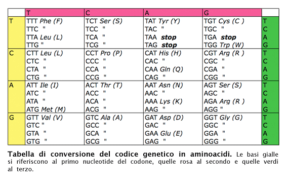 Bioquimica 2 - Replicacion del ADN!!: El codigo genetico