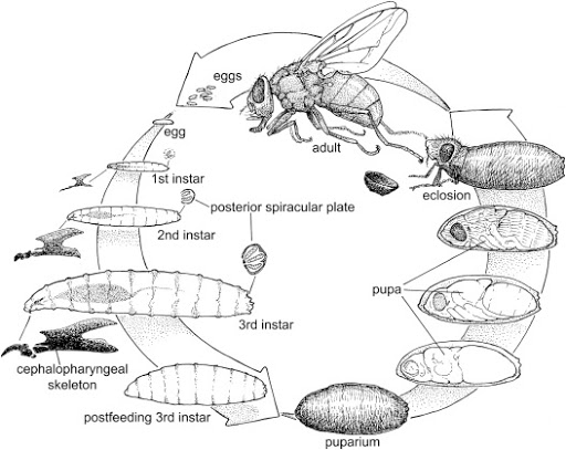 What is Myiasis (Maggots) in Dogs? Reasons, Symptoms, Diagnosis ...