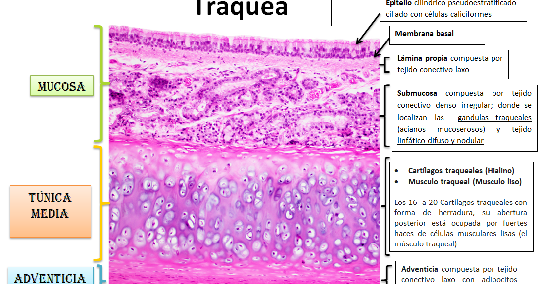 Histología de la Traquea
