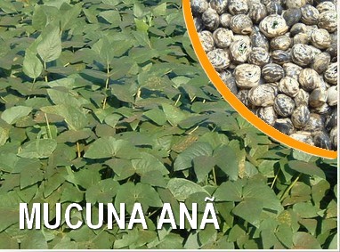 Mucunã - Mucuna pruriens