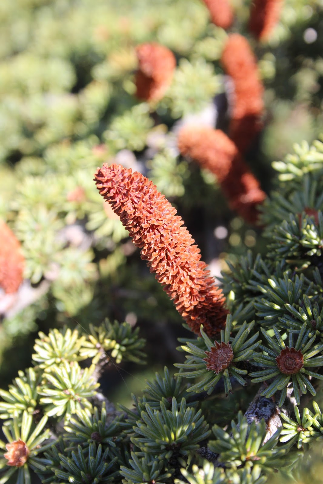 Biodiversity of Cyprus by NGO Protection of the Natural Heritage and ...