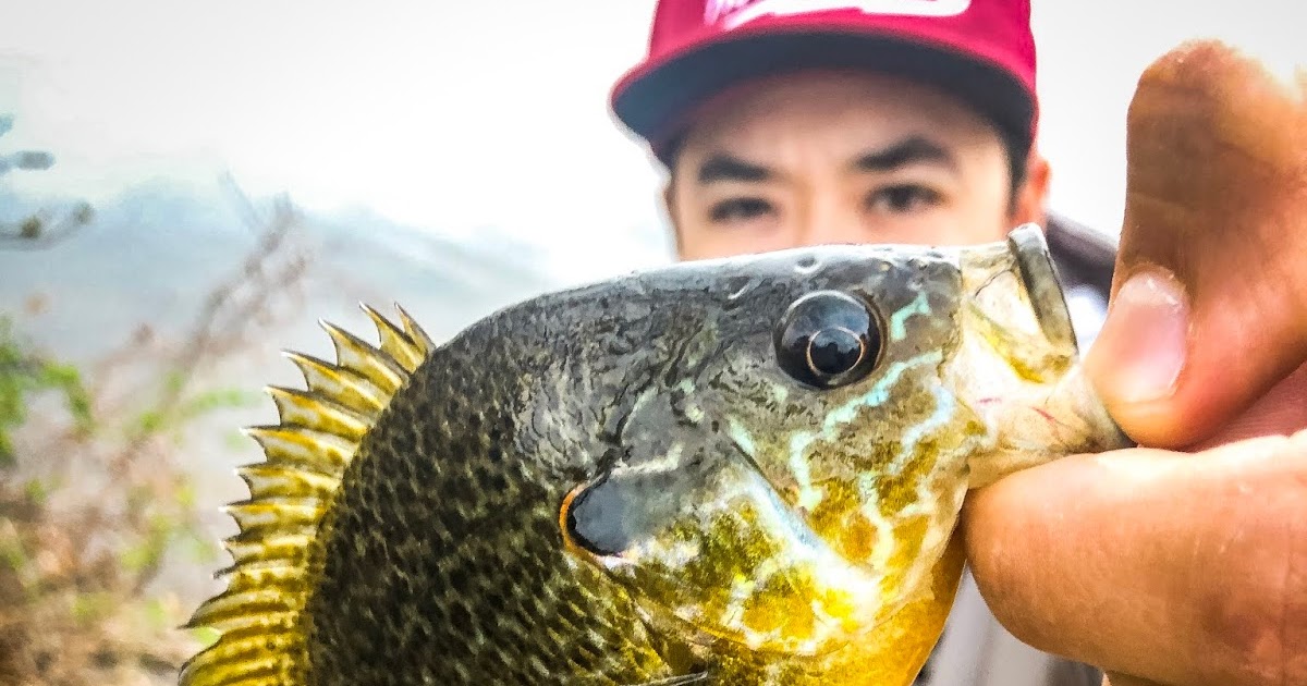 CARF Outdoors: TenCARFa