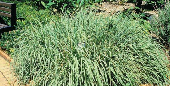 FAIDA ZA MCHAI CHAI KWA AFYA YAKO - BUKOBA WADAU