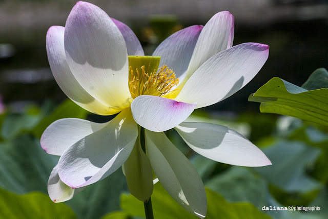 Photographis: Lotusi in Parcul Circului