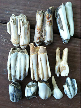 Is this a Bigfoot Tooth? ~ The Crypto Crew