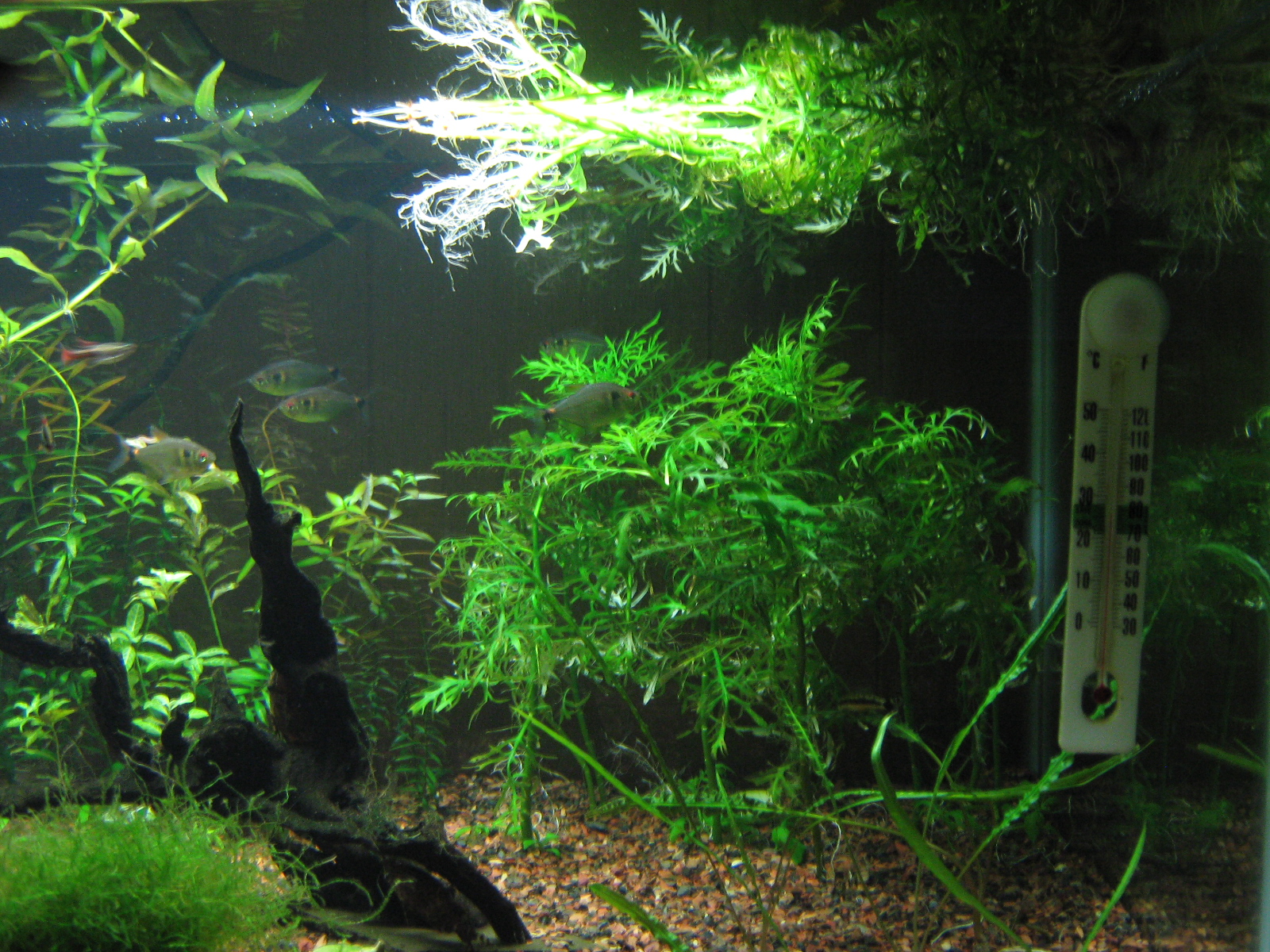 Ecco's Aquarium Blog: New 40 Breeder Planted Tank