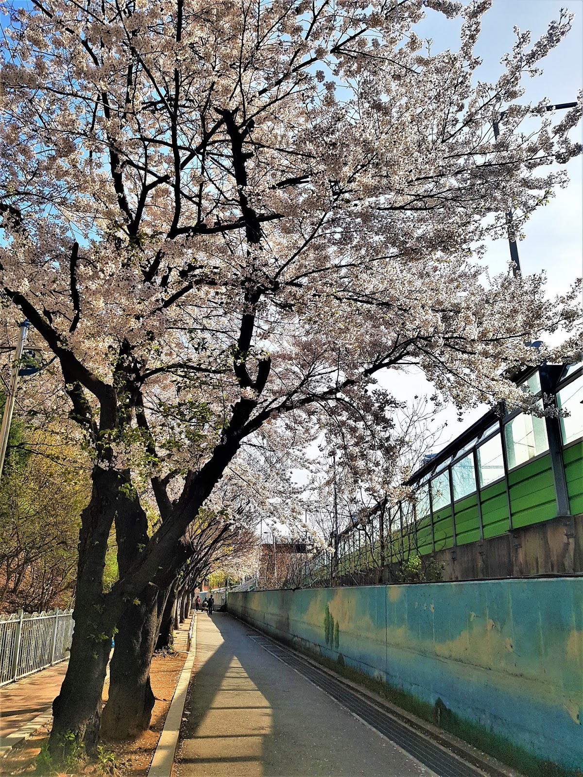 HAPPYDALKIS: 10 April 2018 - 보라매공원 Boramae Park