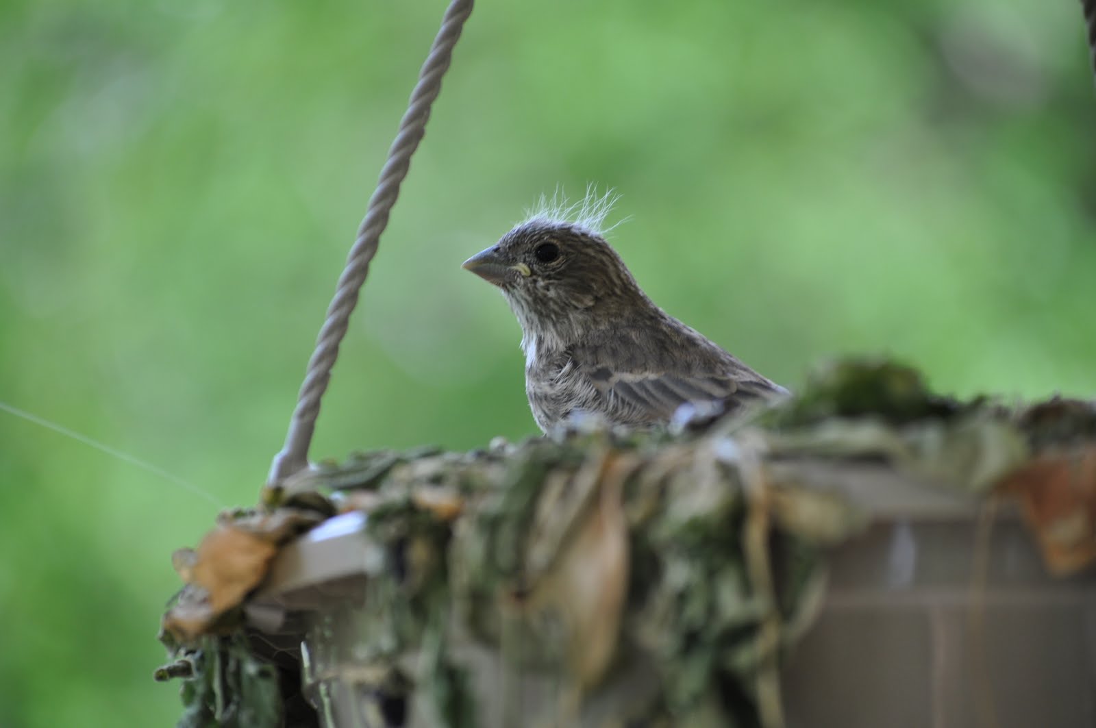 Superoceras: Backyard Ornithology: House finch breeding Superoceras: Backyard Ornithology: House finch breeding