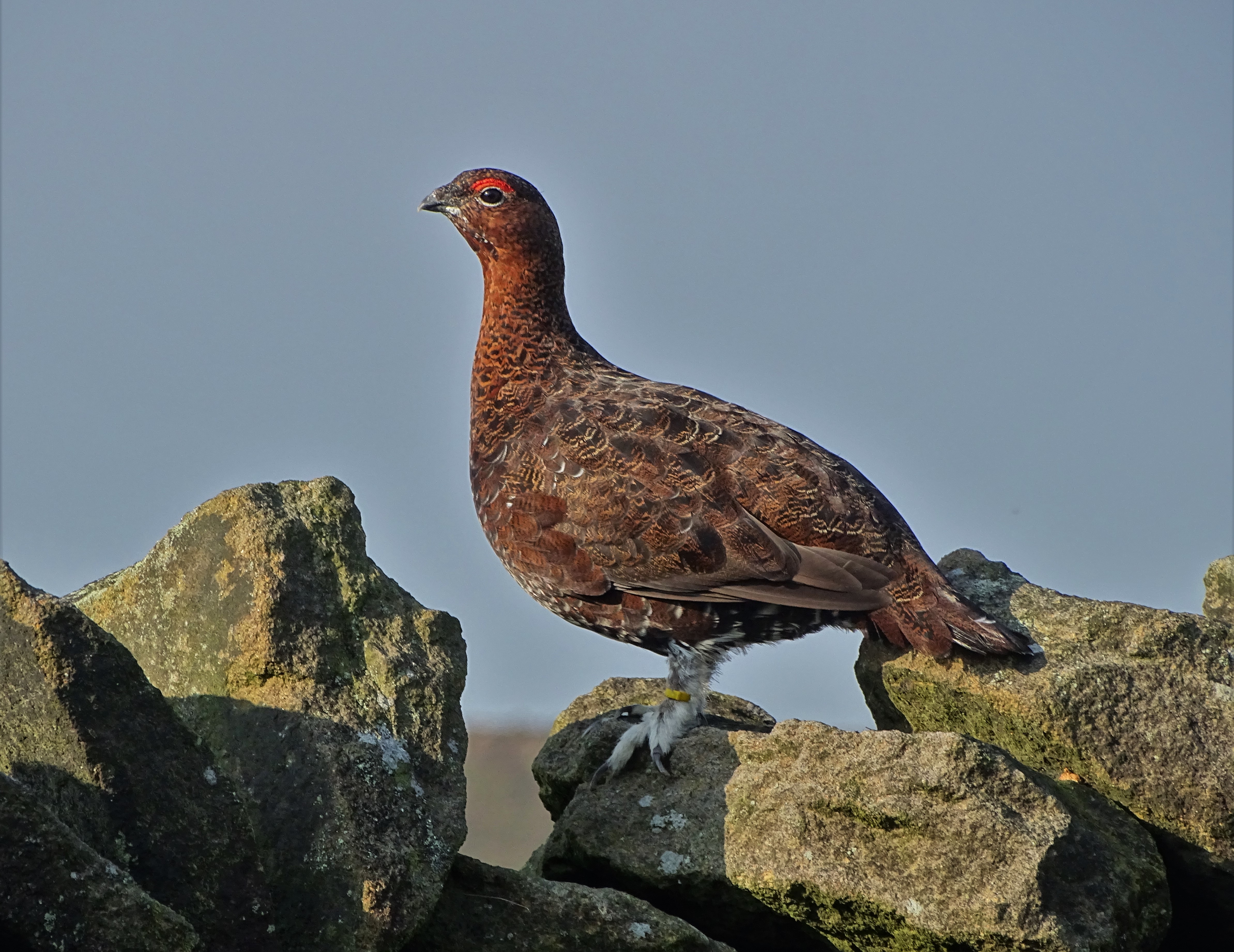Yorkshire Pudding: Grouse