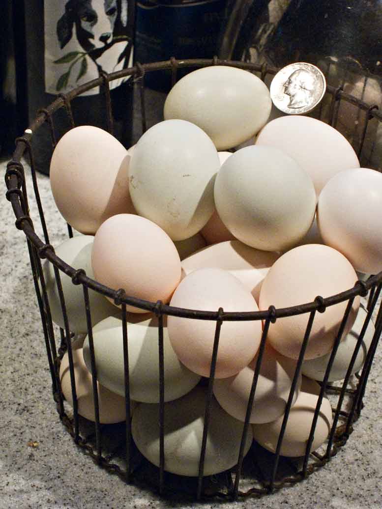 Bantam chicken eggs - Lloyd's Blog