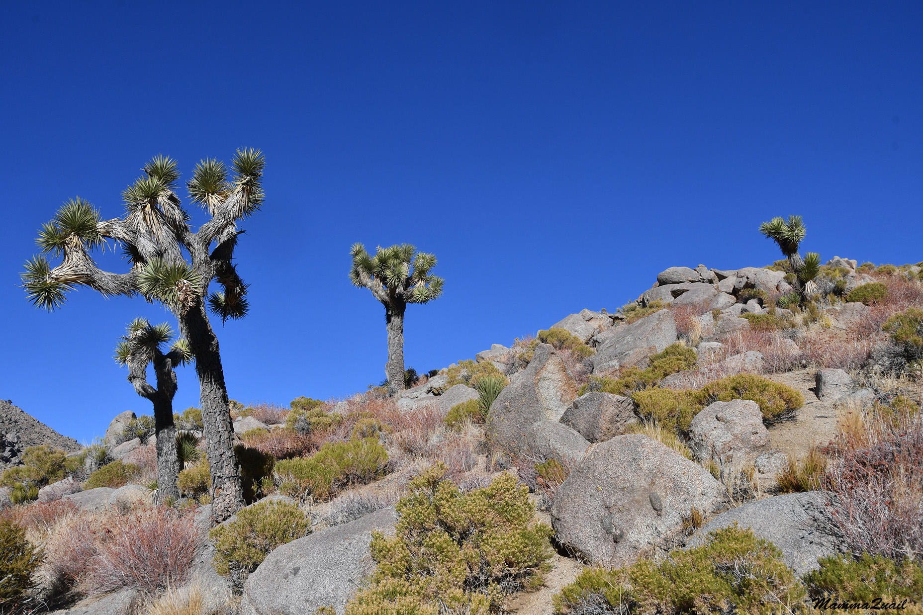 Mamma Quail Hiking California