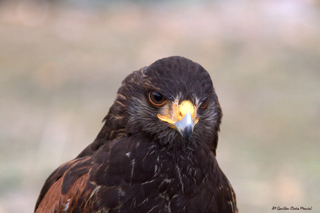 Fotografía de Naturaleza - JM Gavilán: Halcón Harris (Parabuteo unicinctus)