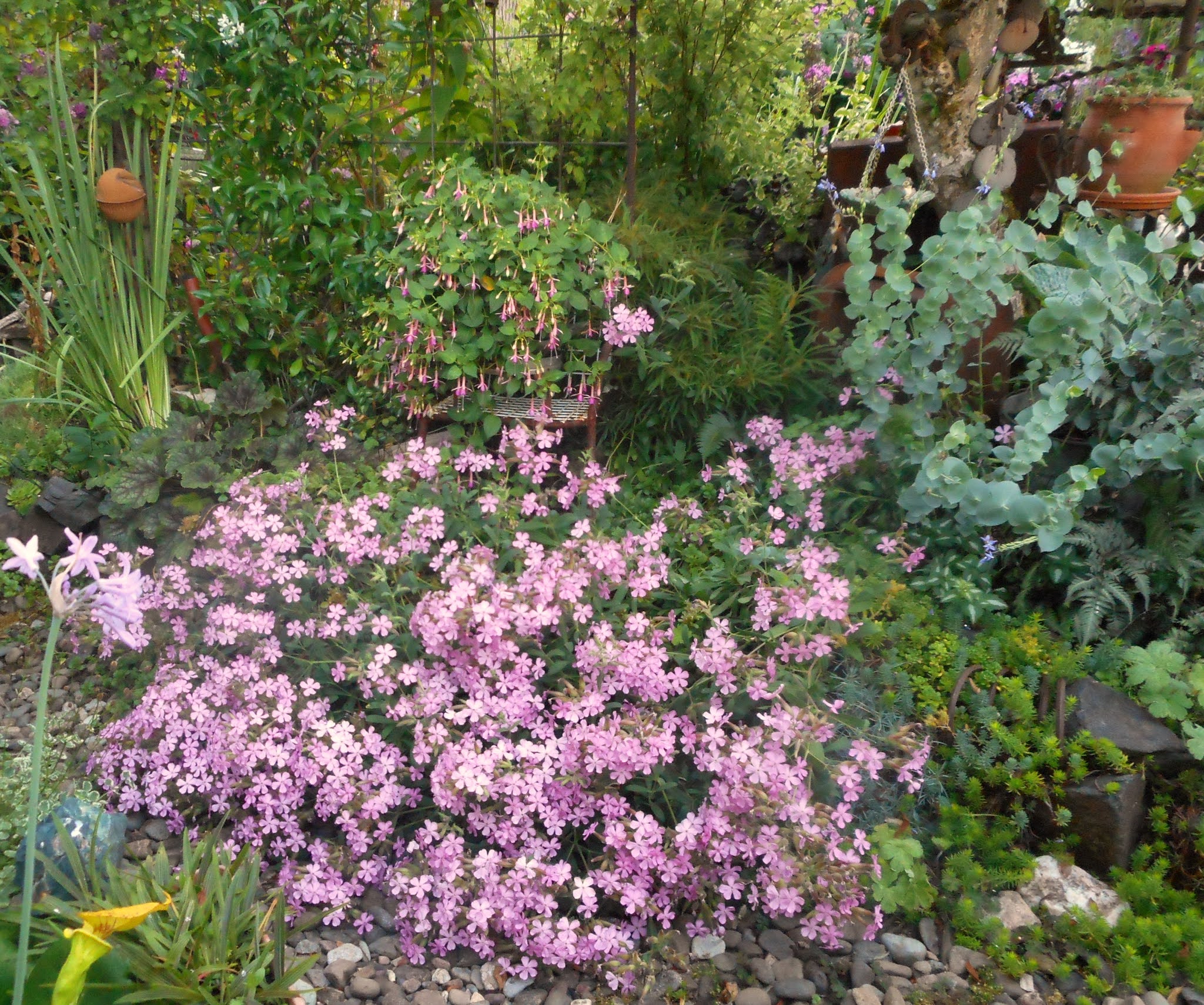 Gardening With Grace: Plant of the Week: Saponaria x lempergii 'Max Frei'