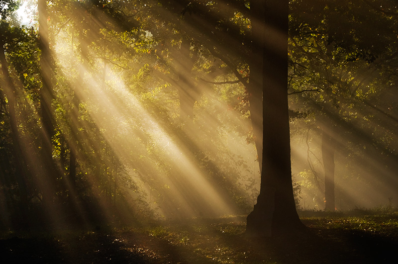 Ozark Grace: Light From Above