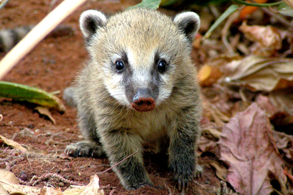 IMÁGENES Y FOTOS DE ANIMALES: Coati