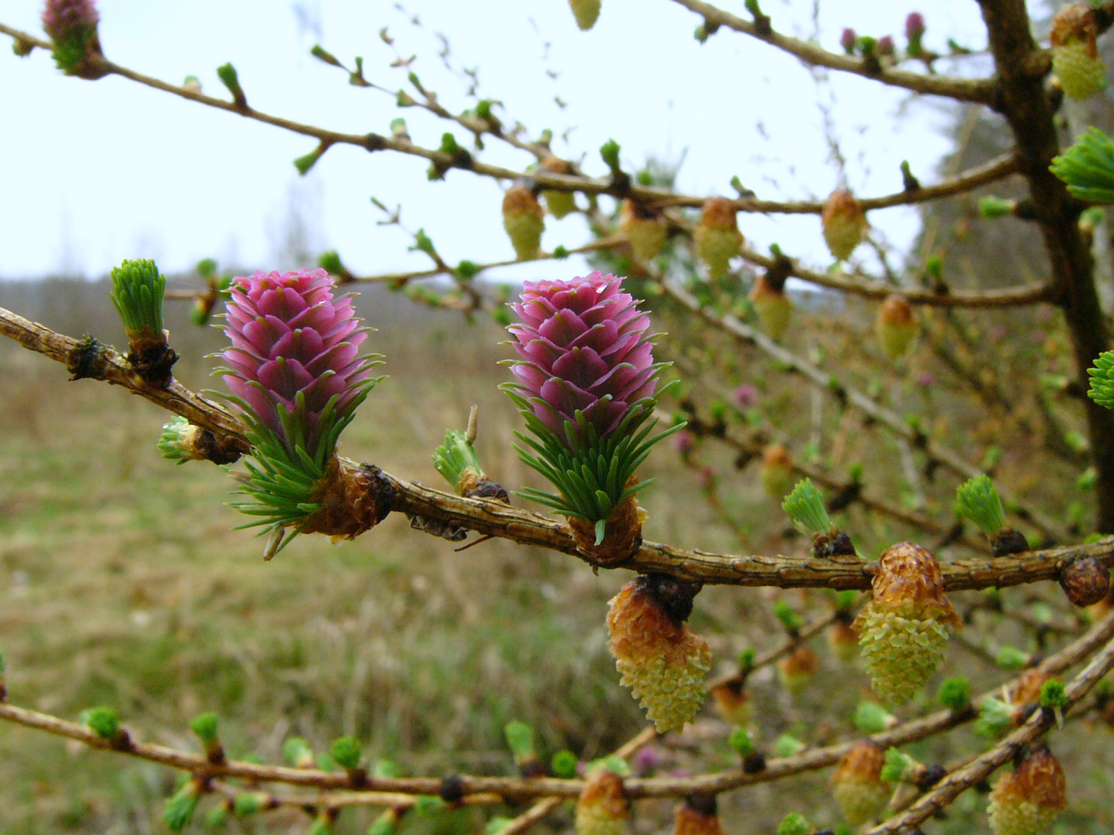 Trees Planet: Larix decidua - European Larch
