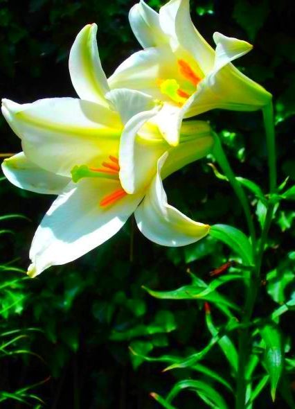 TANAMAN HIAS: bunga lili (lilium)