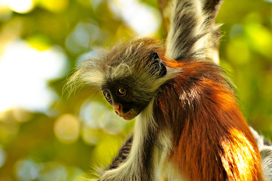 idool Chango Red Lobus en su hábitat natural (Los Simios) | wallpaper ...