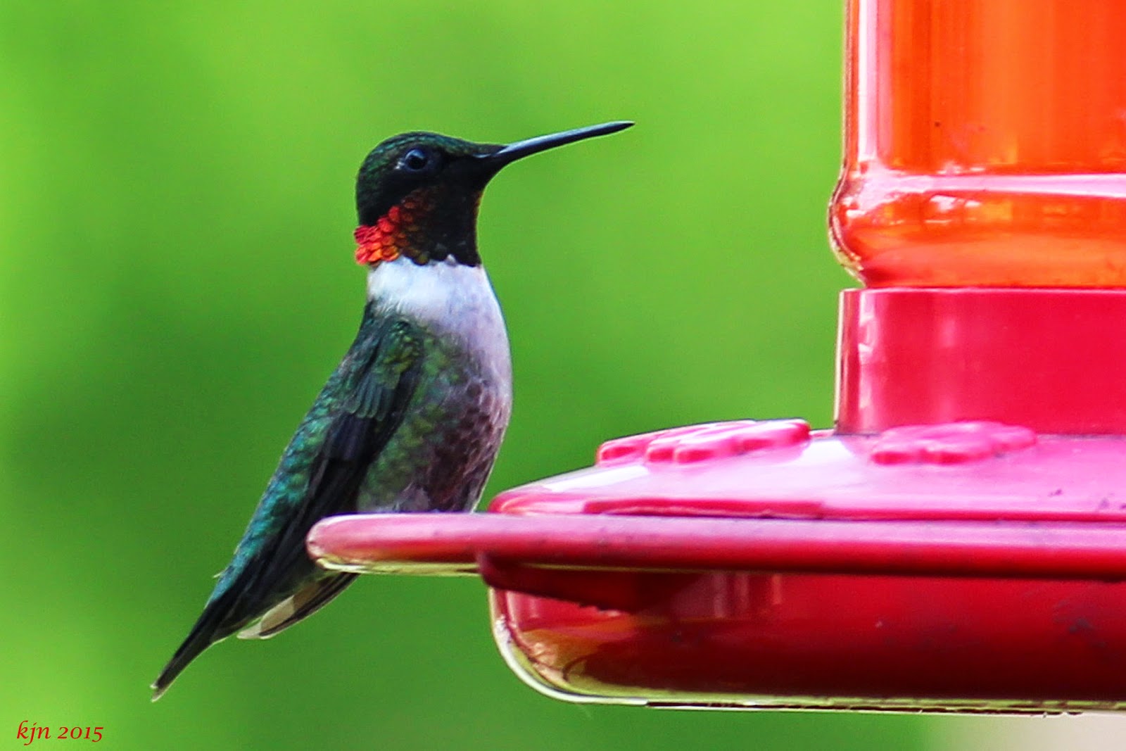 The Outskirts of Suburbia: The Sparrow and the Hummingbird