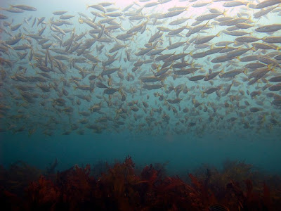 Davey Jones' Locker: Yellowtail Scad - Trachurus novaezelandiae