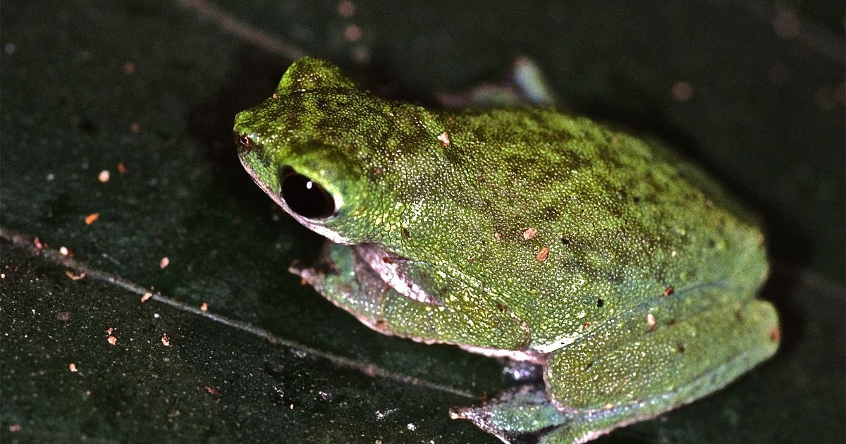 Clancy Tucker's Blog: 12 February 2018 - THE AFRICAN TREE TOAD