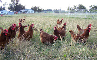 Breed Savers: Rhode Island Reds