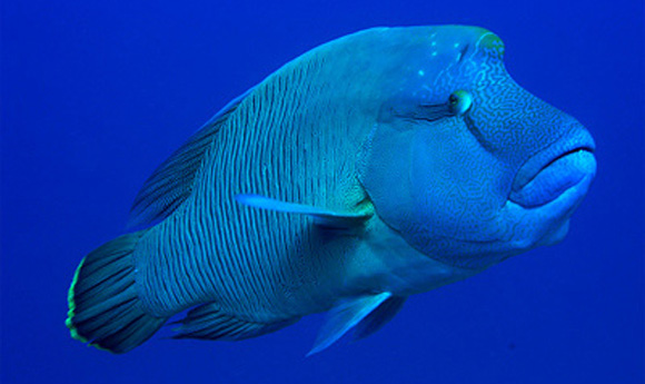 Holic Fish: Napoleon Fish (Cheilinus undulatus)