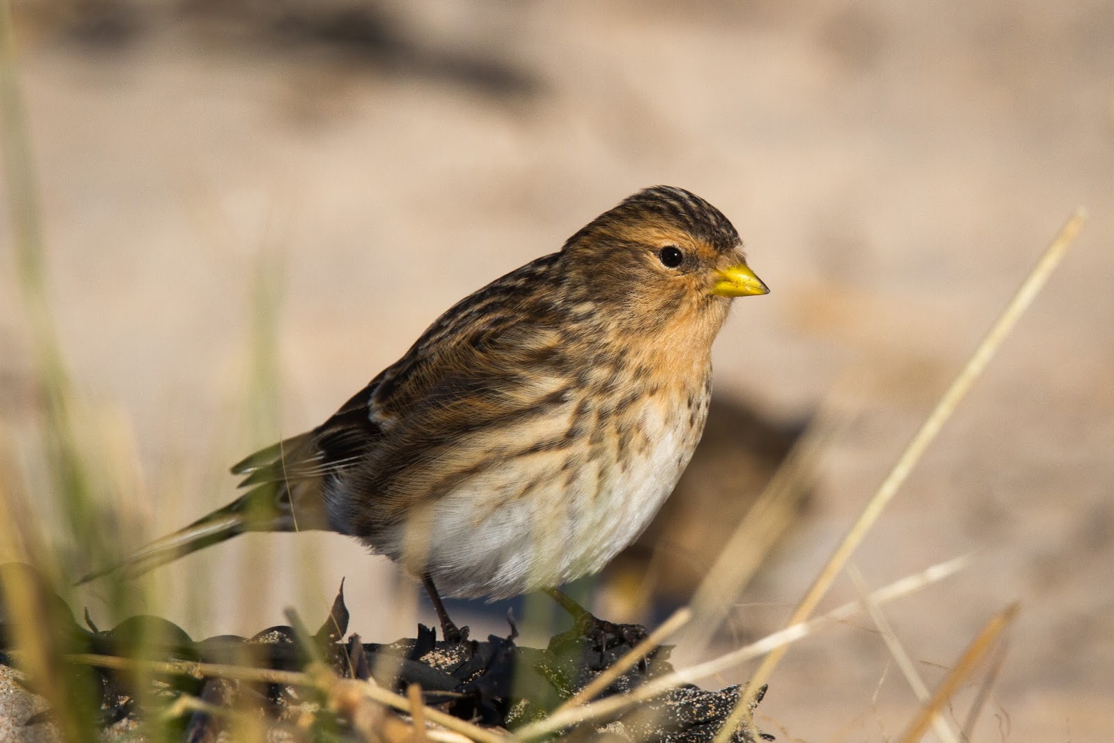 TrogTrogBlog: Bird of the week - Twite