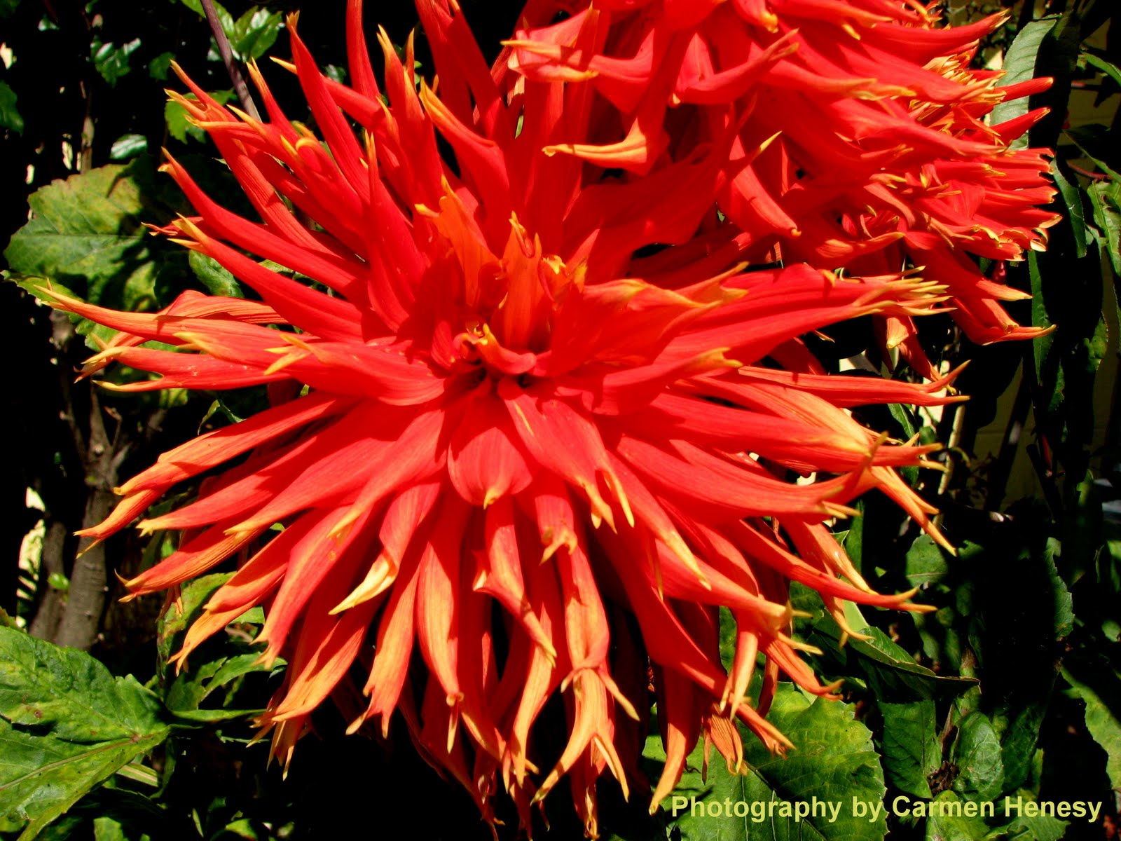 Carmen's Chronicles: Sexual Chocolate and Other Things - September 10, 2011