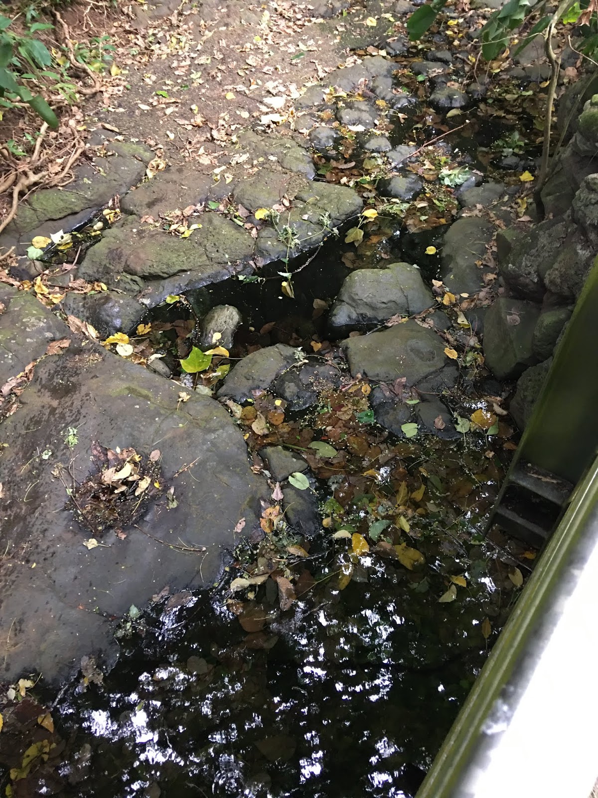 Video: Pukele, Wai‘oma‘o, Palolo Streams