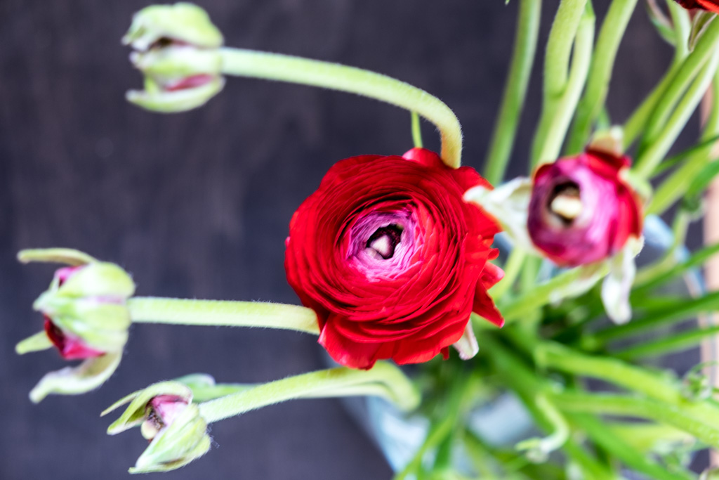 fim.works: Rote Ranunkeln im Sonnenschein