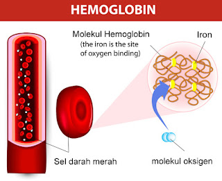 Kadar Hemoglobin : Berapa Nilai Normal Hemoglobin?