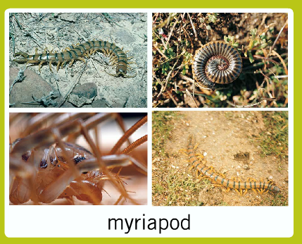 SGAguilar Javier Ramos: ARTHROPODS