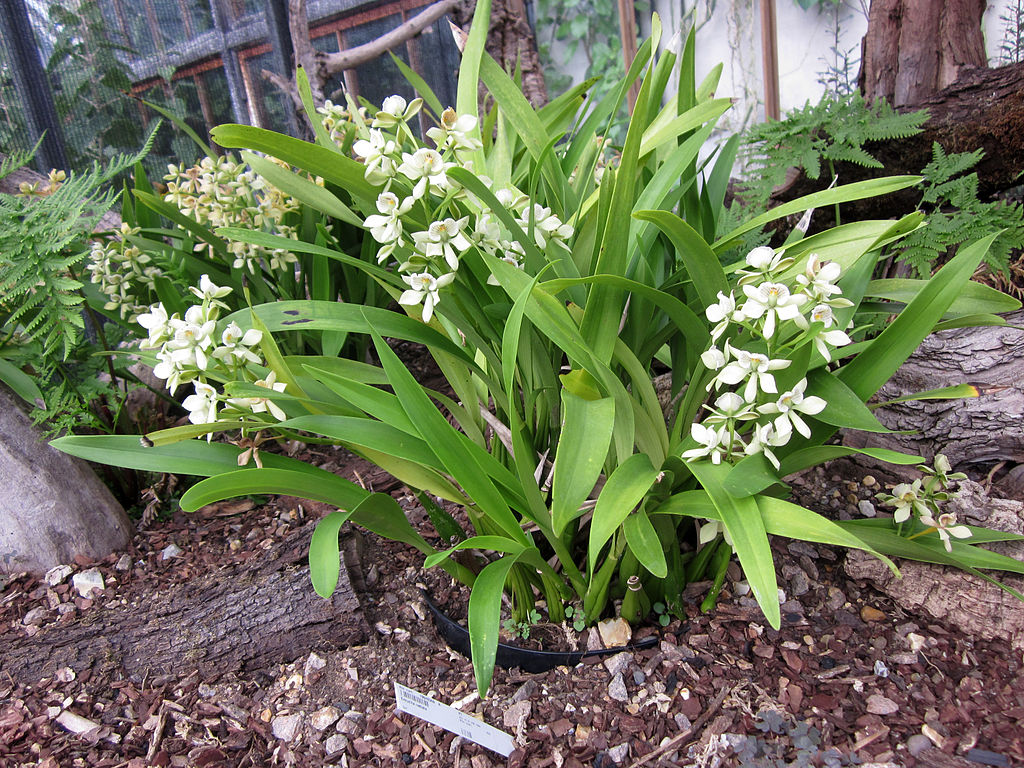 Prosthechea radiata care and culture | Travaldo's blog