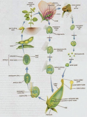 Knowledge Class: Outline of Life Cycle in Different Groups of Plants