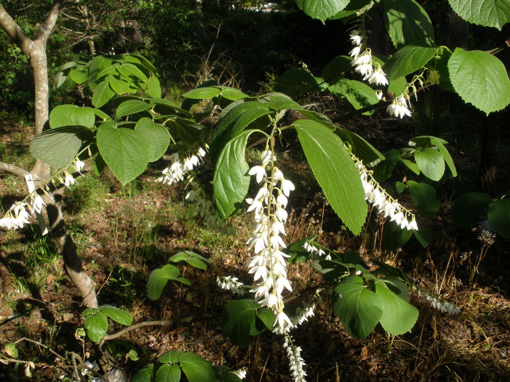 MARIETTE'S BACK TO BASICS: {Japanese Styrax Obassia - Fragrant Snowbell}