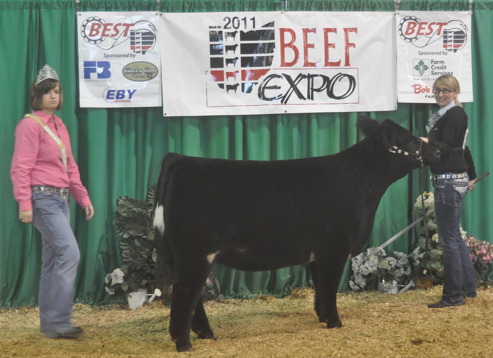 Ohio Beef Expo Champion Chi Heifer - Matt Lautner Cattle